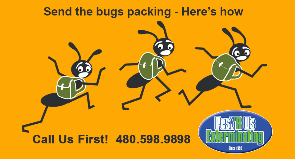 3 Tips to Help Gilbert AZ Home Owners Battle Summer Pests | Pest R Us ...