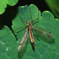 Crane fly panic in Arizona? Don’t fear the giant mosquito looking bugs ...